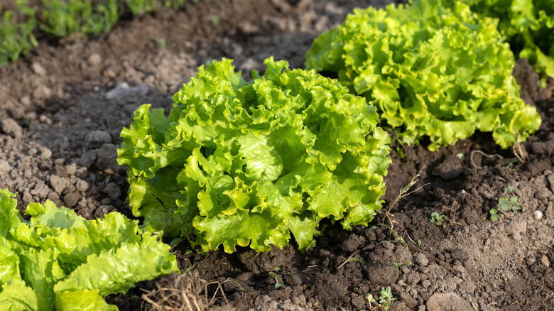 What is Batavia lettuce and what does it taste like?