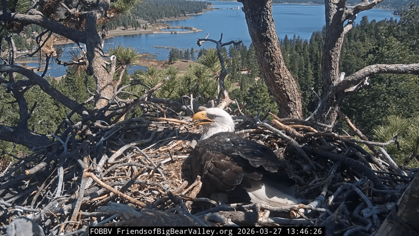 Pip watch starts soon at Big Bear Valley bald eagles' nest. Mark your ...