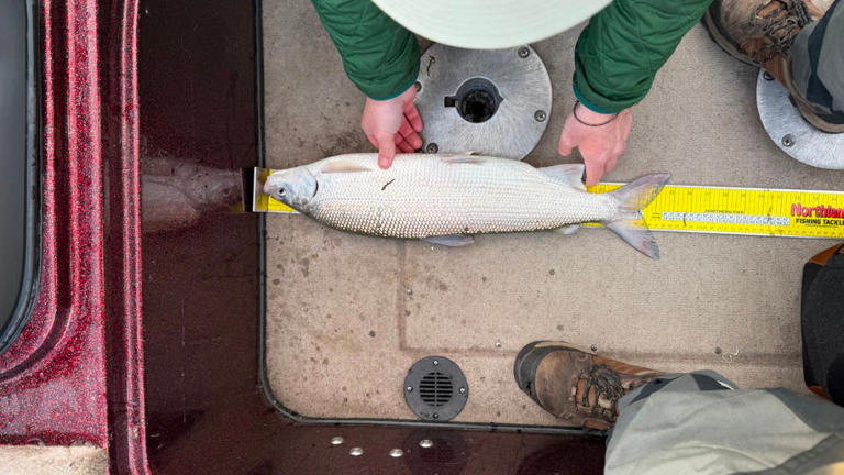 Michigan's biggest fish: The 2025 Master Angler report is in