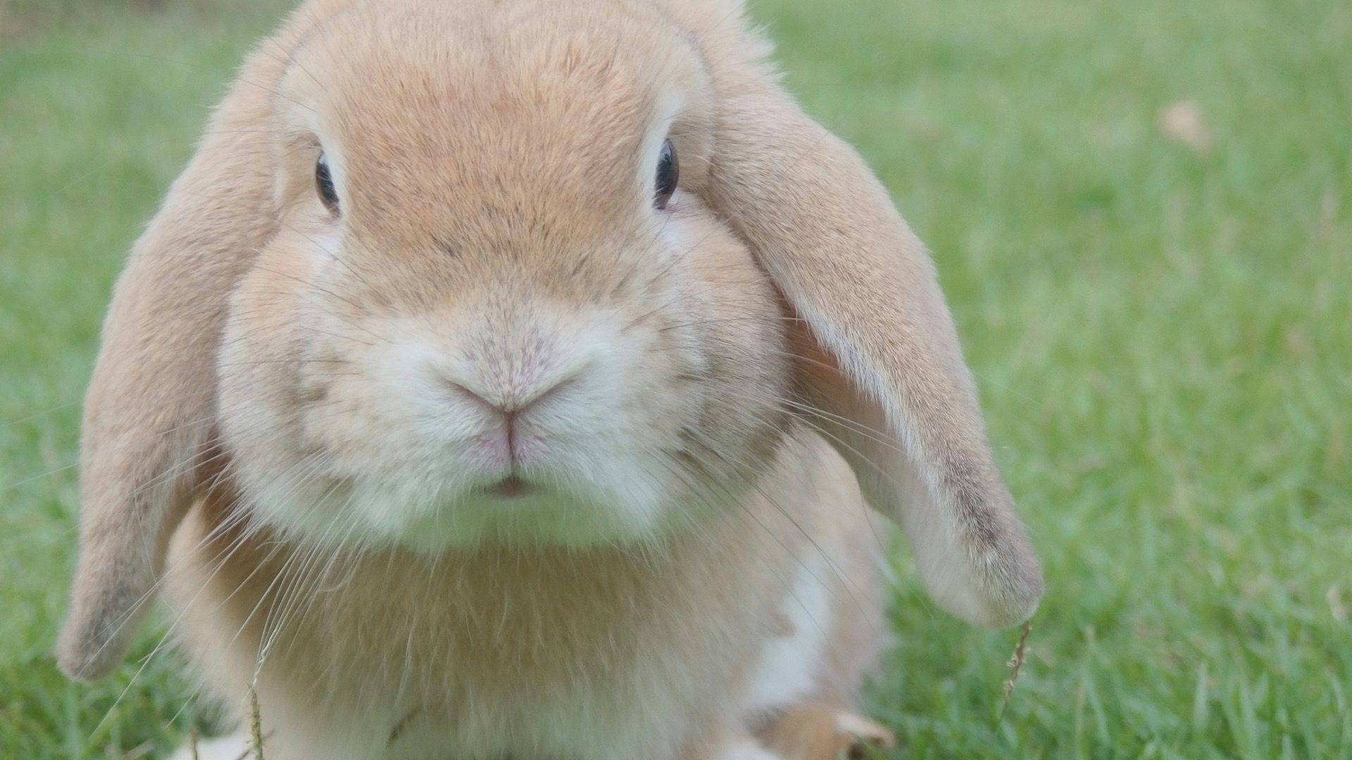 20 historical facts that sound fake but aren't