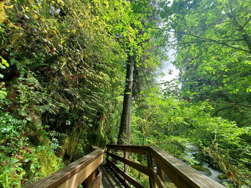 This forest hike is a shaded 3.5-mile escape with flowing creek views