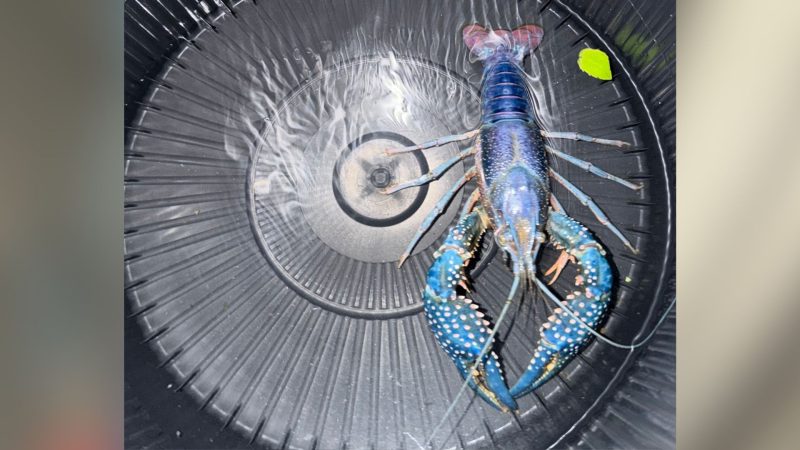 Rare blue crawfish found in flowers at Memphis grocery store