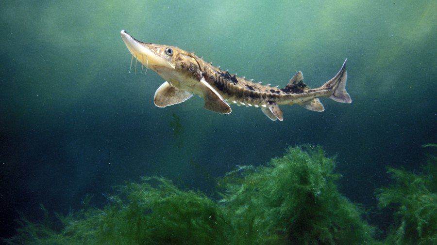 2025 sturgeon season in Michigan lasts just 17 minutes