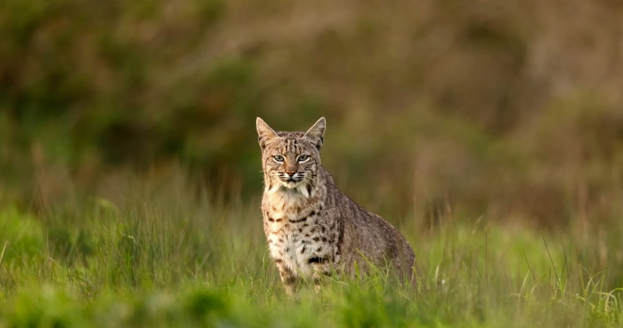 Illinois bobcat population grows, 649 harvested in 2024-2025 season