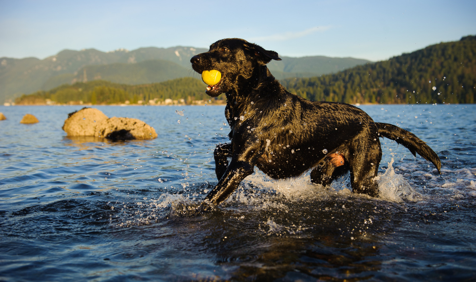 The easiest dog breeds to train