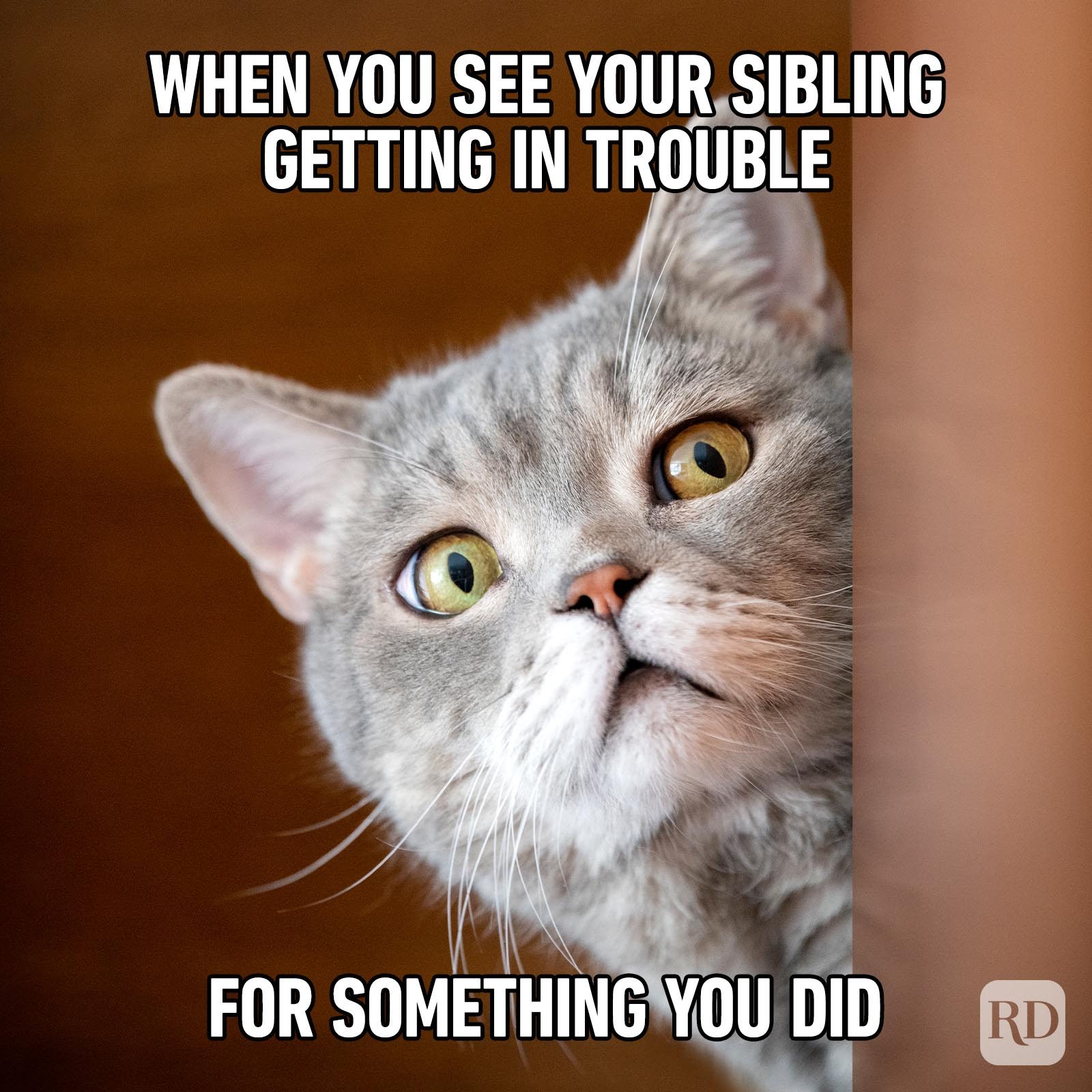 71 Hilarious Cat Memes You Will Laugh at Every Time