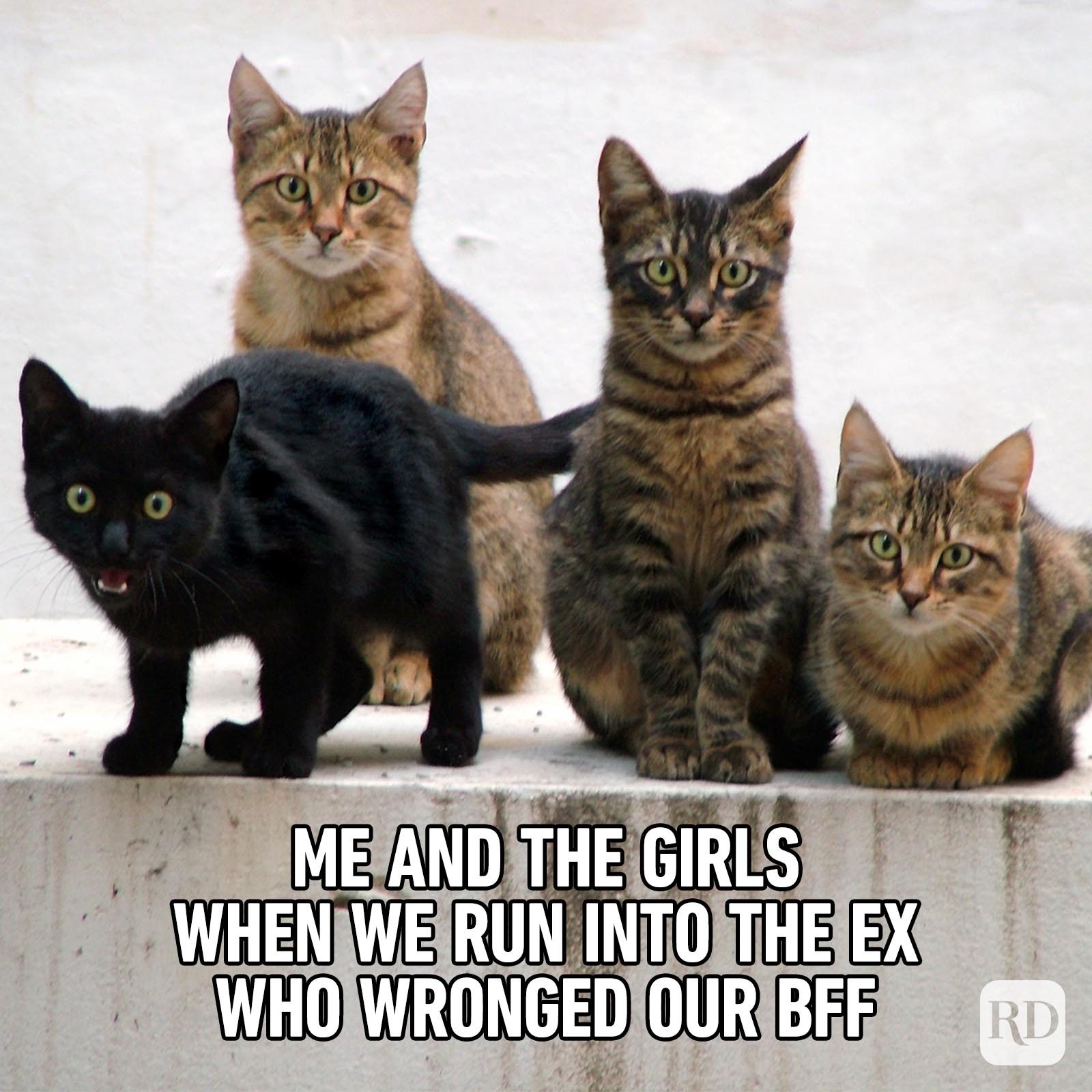 71 Hilarious Cat Memes You Will Laugh at Every Time