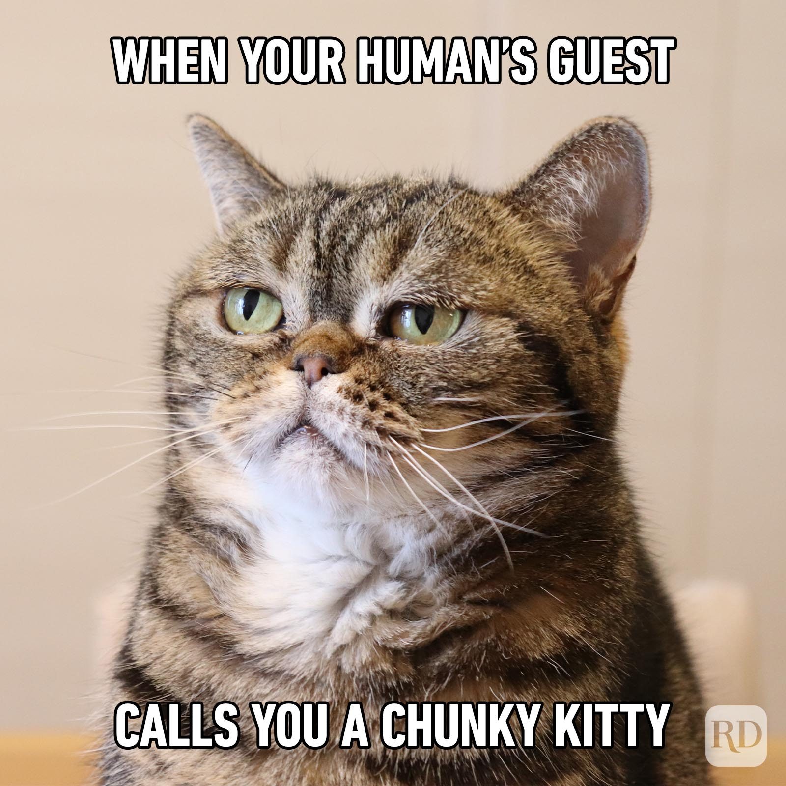 71 Hilarious Cat Memes You Will Laugh at Every Time