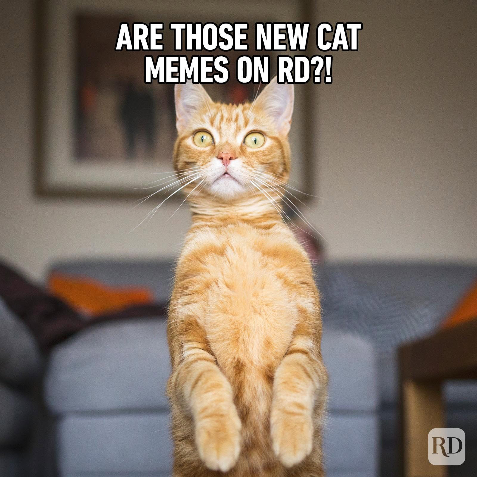 71 Hilarious Cat Memes You Will Laugh at Every Time 71 Hilarious Cat Memes You Will Laugh at Every Time