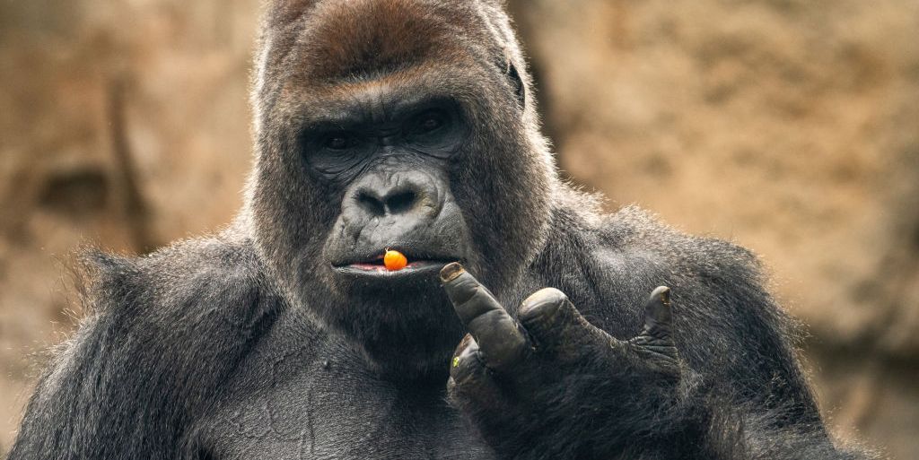 160 chistes de humor negro graciosos y originales no aptos para todos ...