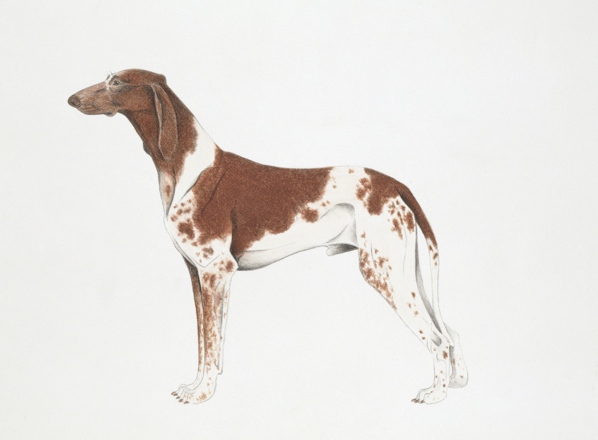 Vous connaissez ces races de chiens ? Non ? C'est normal, elles sont ...