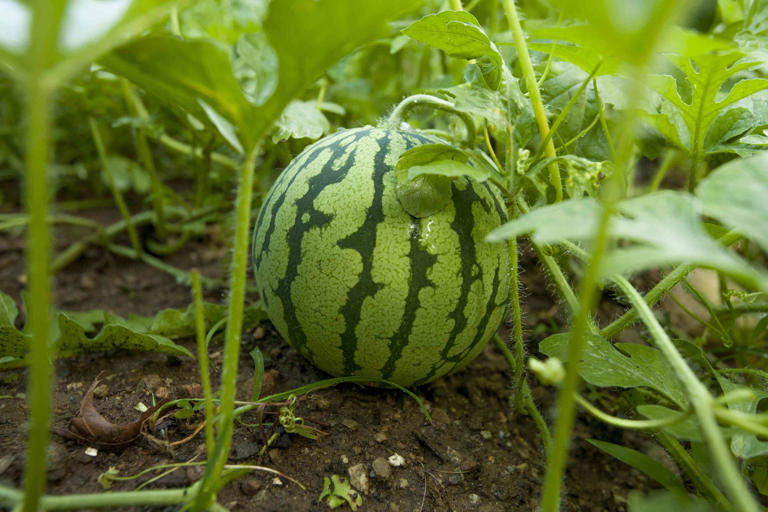 How to grow watermelon for sweet, juicy fruit all summer long