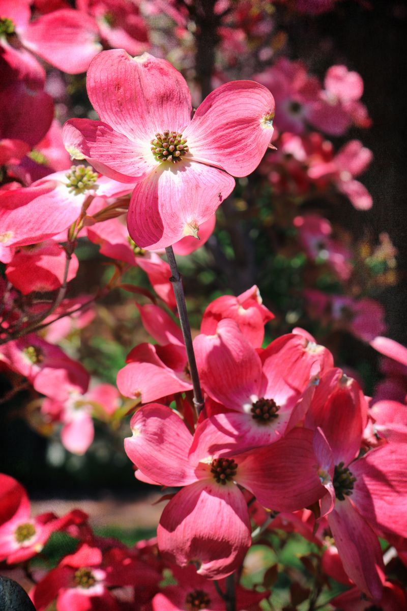 Every Garden Needs One of These Pink Flowering Trees
