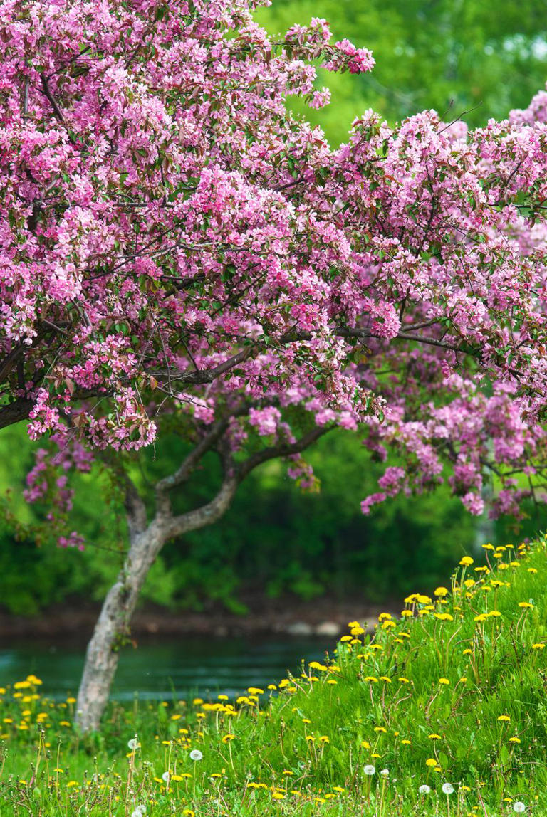 The prettiest pink flowering trees to plant if you want instant curb appeal