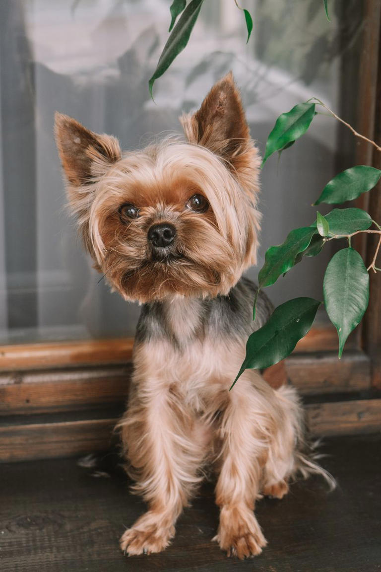 These Adorably Small Dog Breeds Stay Tiny Forever