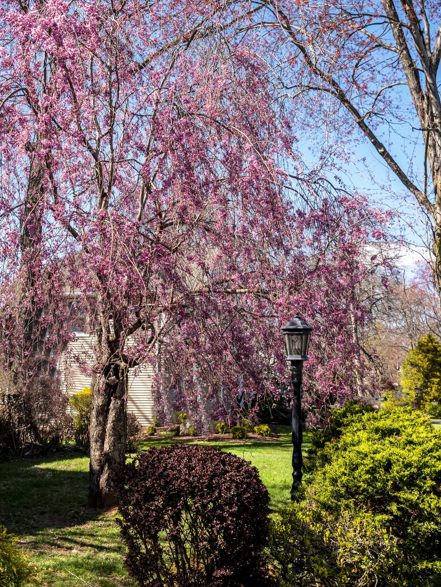 Every Garden Needs One of These Pink Flowering Trees