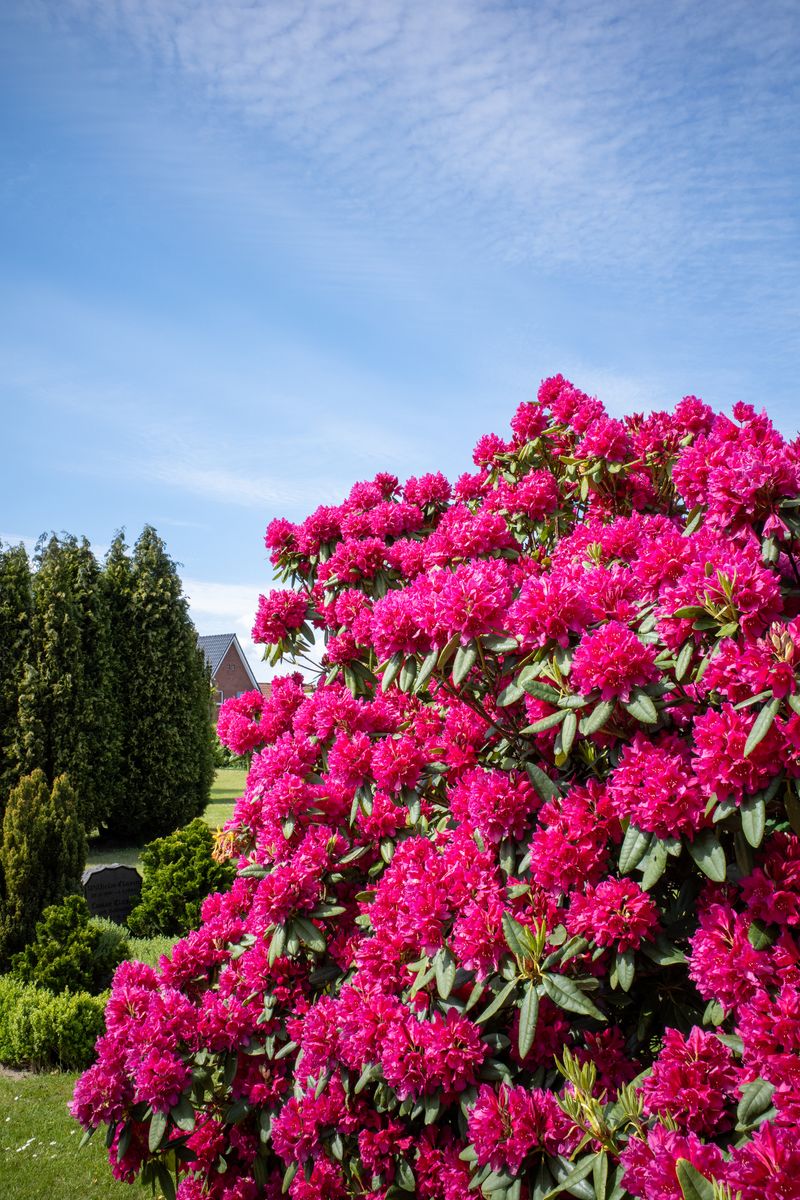Every Garden Needs One of These Pink Flowering Trees