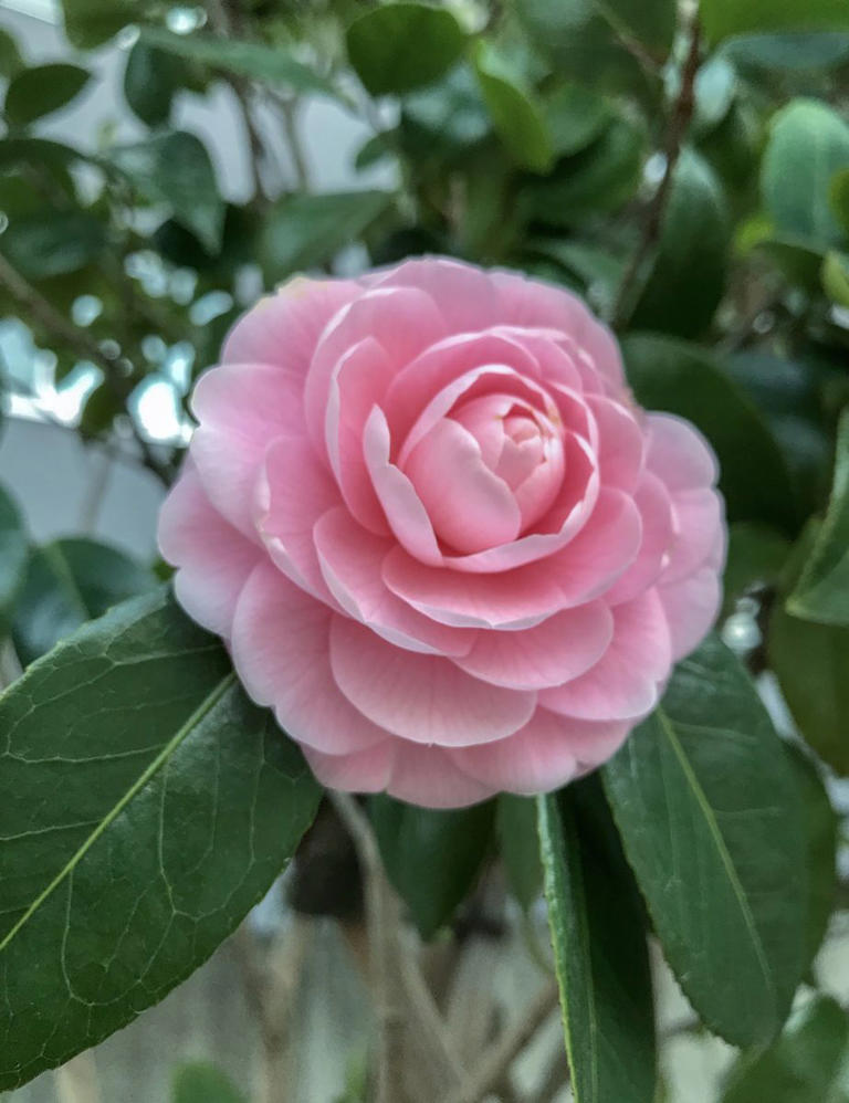 The prettiest pink flowering trees to plant if you want instant curb appeal