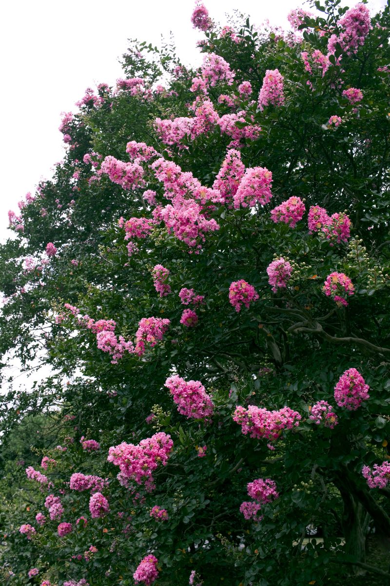 Every Garden Needs One of These Pink Flowering Trees