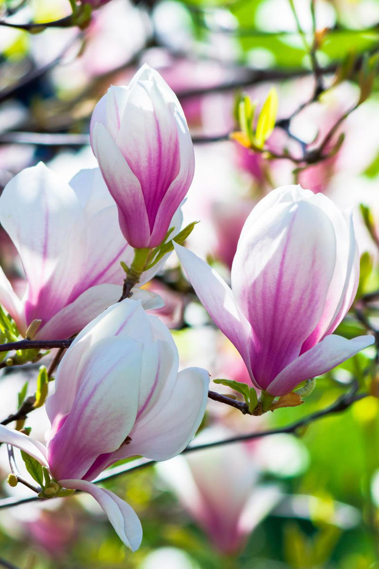 The prettiest pink flowering trees to plant if you want instant curb appeal
