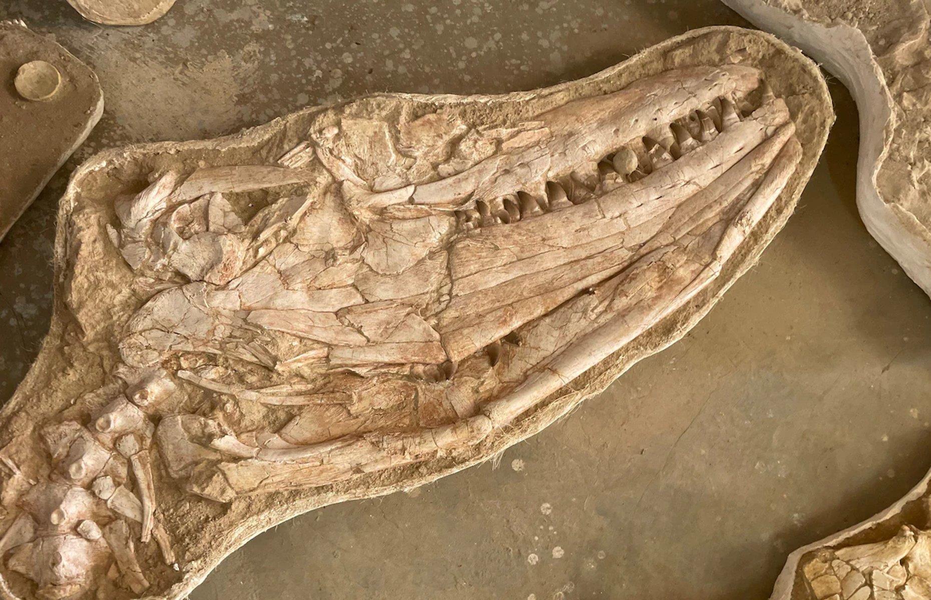 The most exciting fossil finds in recent years