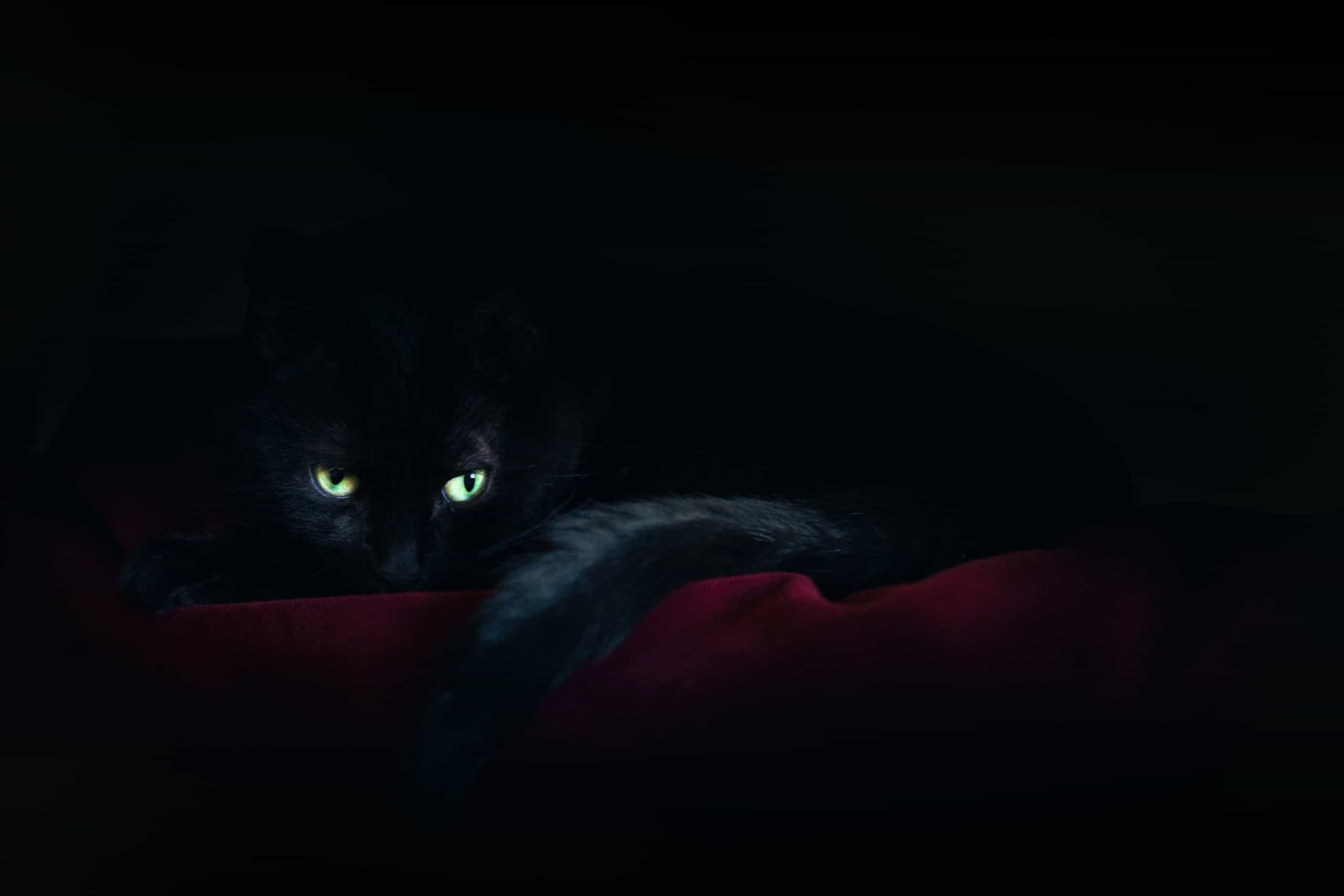 Mythes ou vérités ? Tout savoir sur les chats