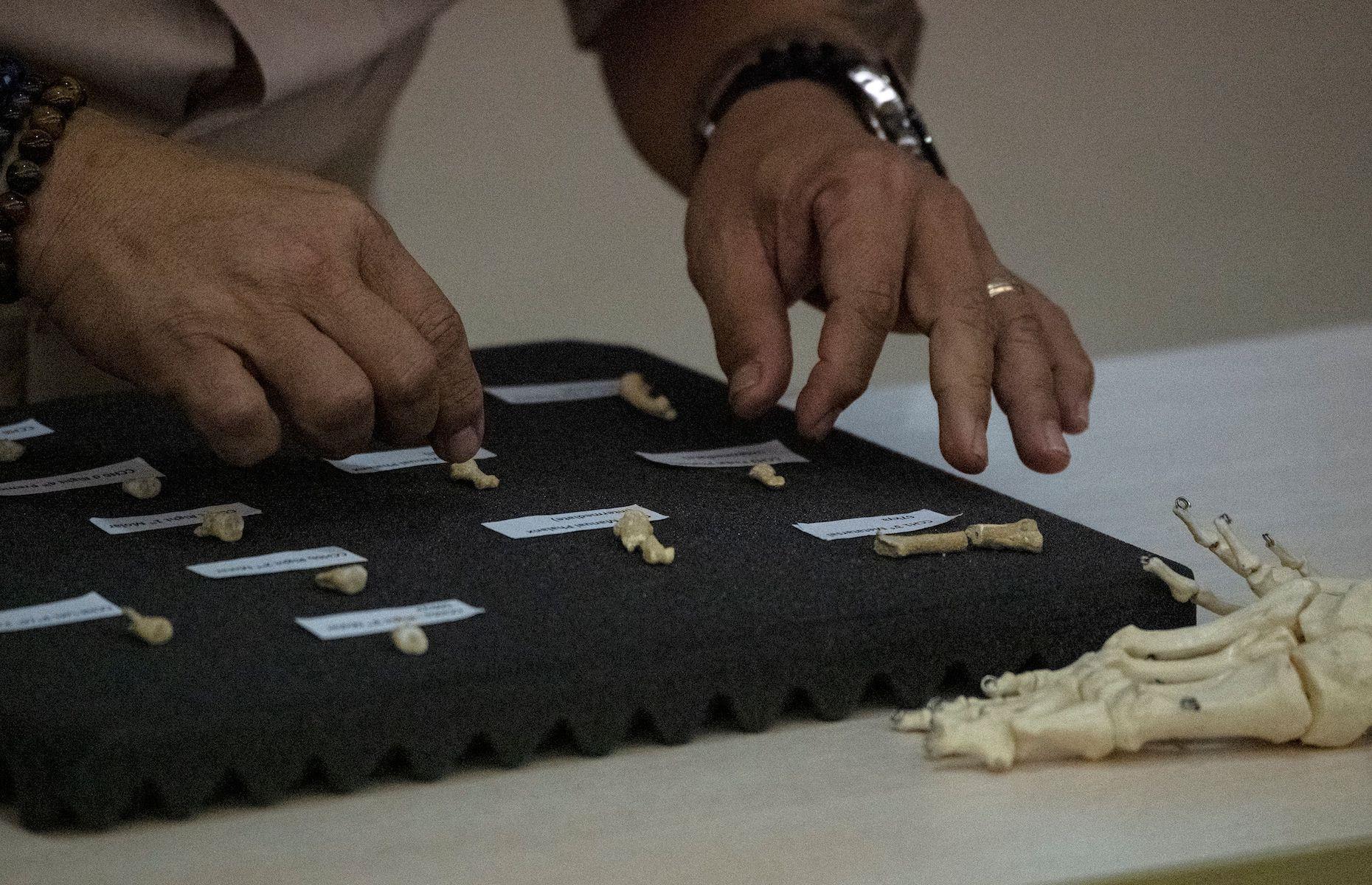 The most extraordinary fossils discovered in the 21st century