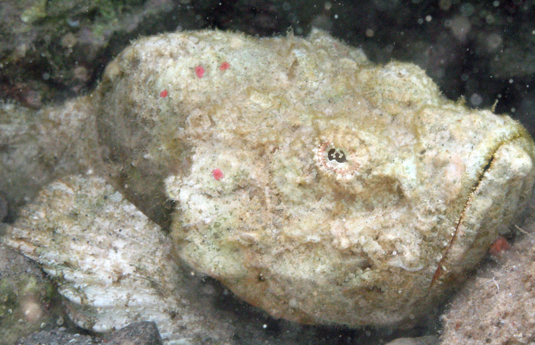 20 animals that have mastered the art of camouflage
