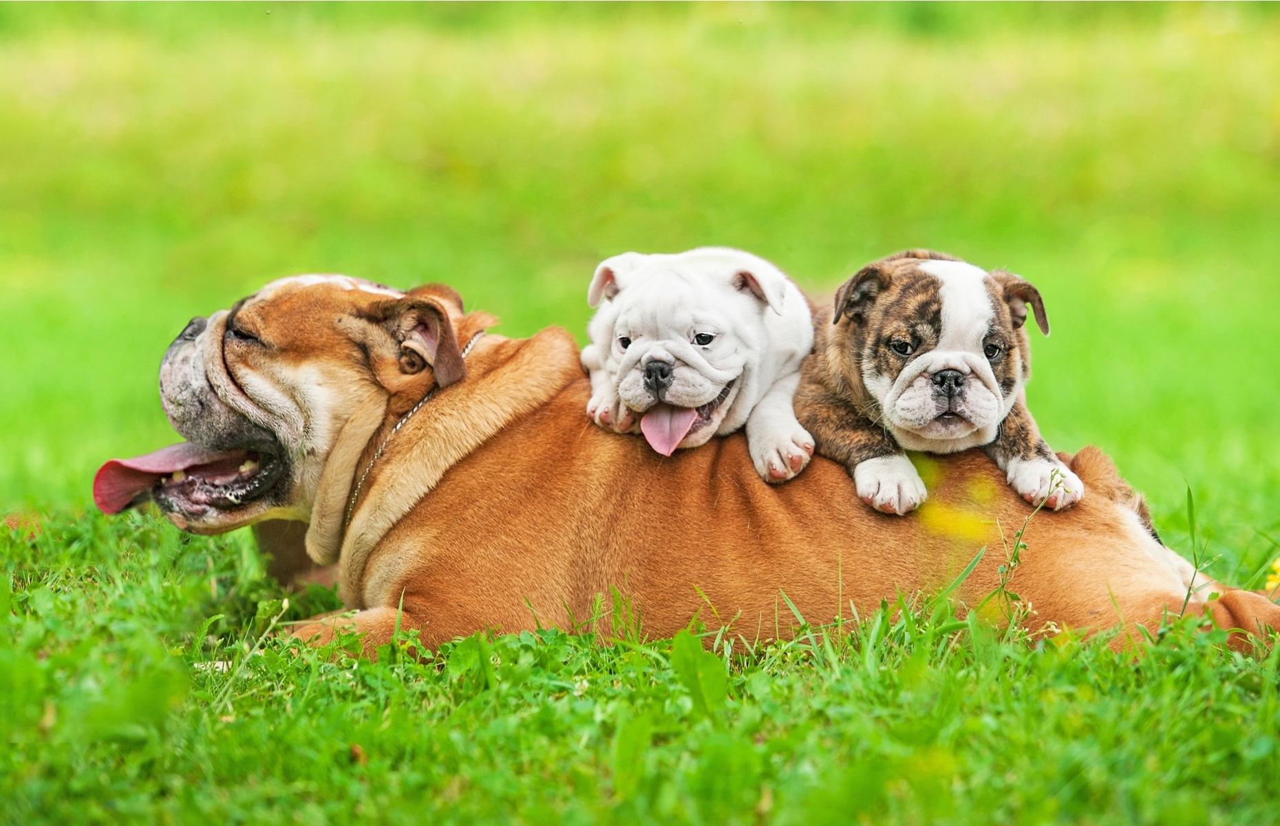 30 cute family moments from the animal kingdom