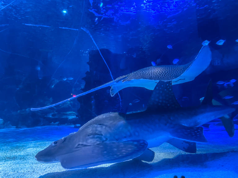 The Best Things to Do in Cincinnati with Kids: Weekend Itinerary for a ...