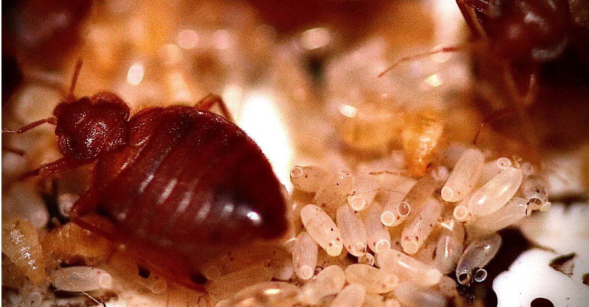 What Do Bed Bugs Eat?
