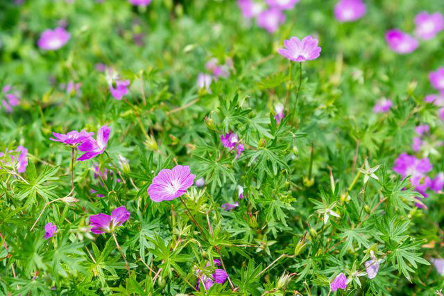 How To Grow And Care For Perennial Geranium