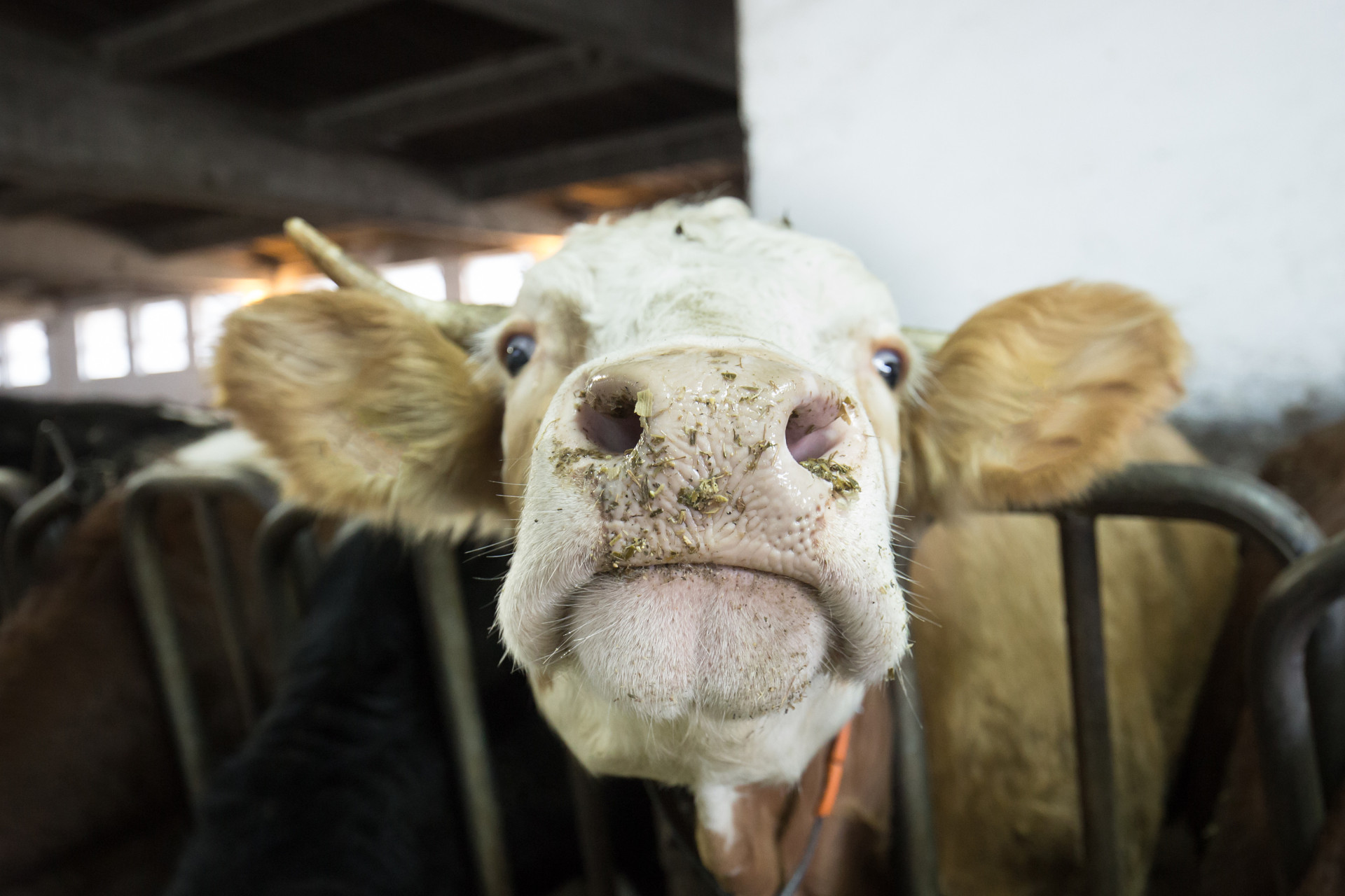 Attention aux maladies mortelles transmises par ces animaux