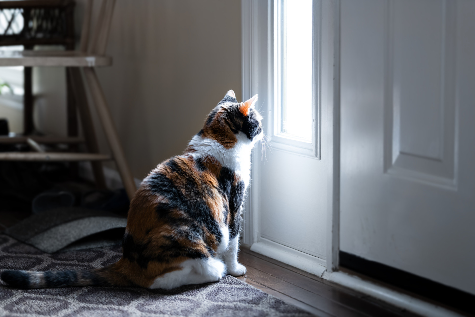 Things humans do that cats hate