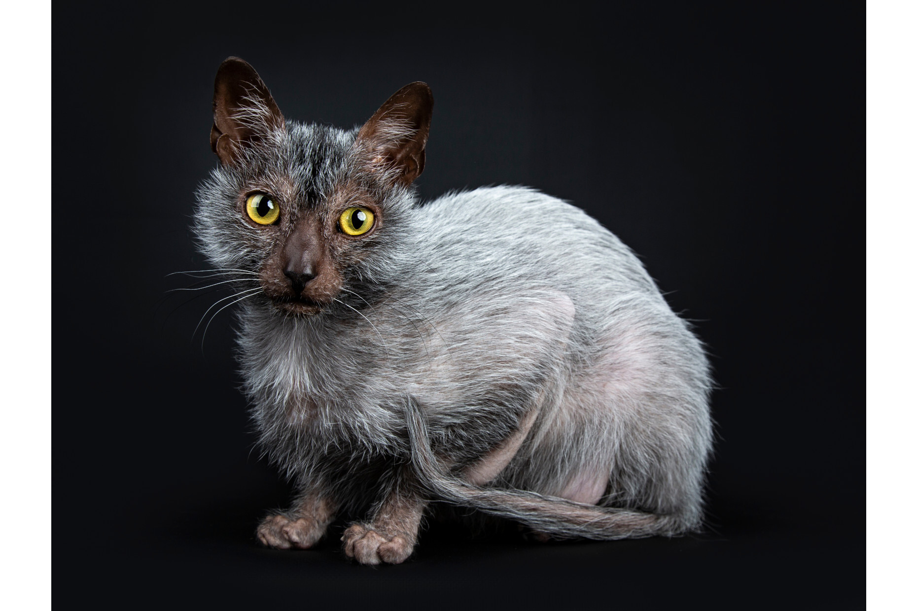 20 of the most unusual cat breeds