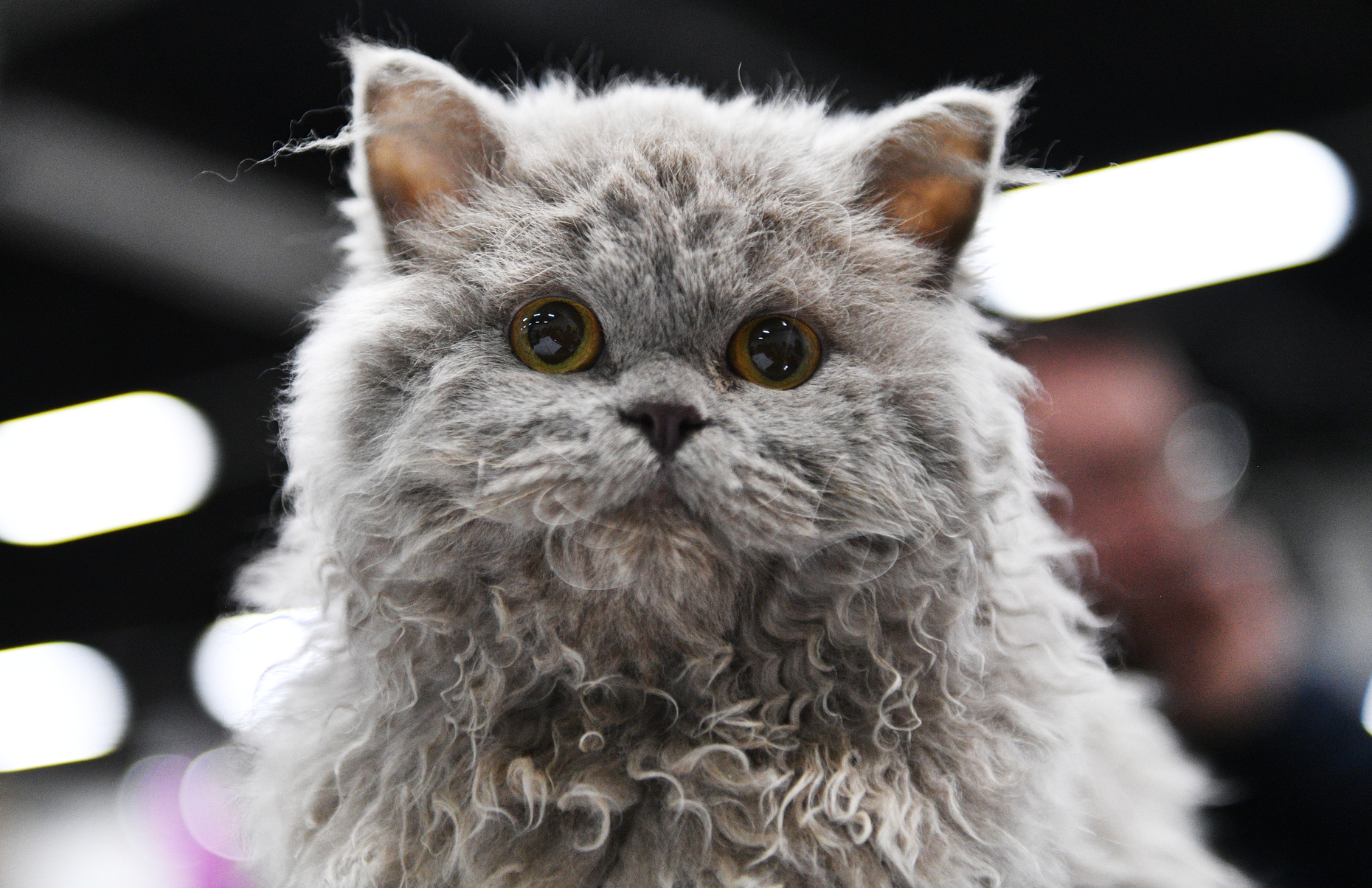 20 of the most unusual cat breeds