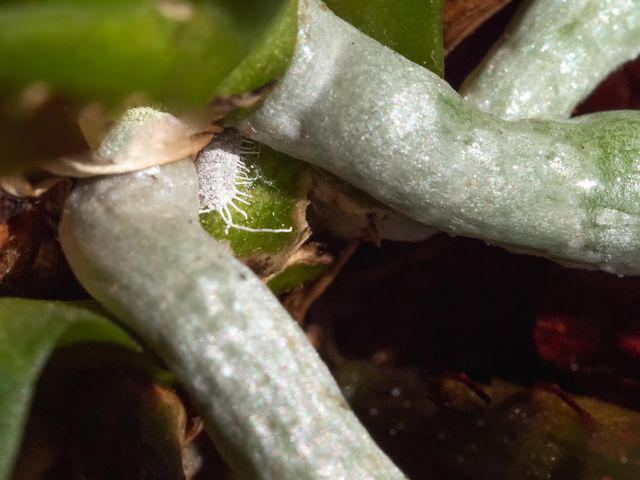 How to Identify and Eliminate Tiny White Bugs in Houseplant Soil