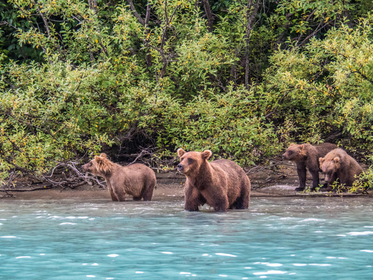 Alaska With Kids: Unforgettable Activities and Must-Read Tips