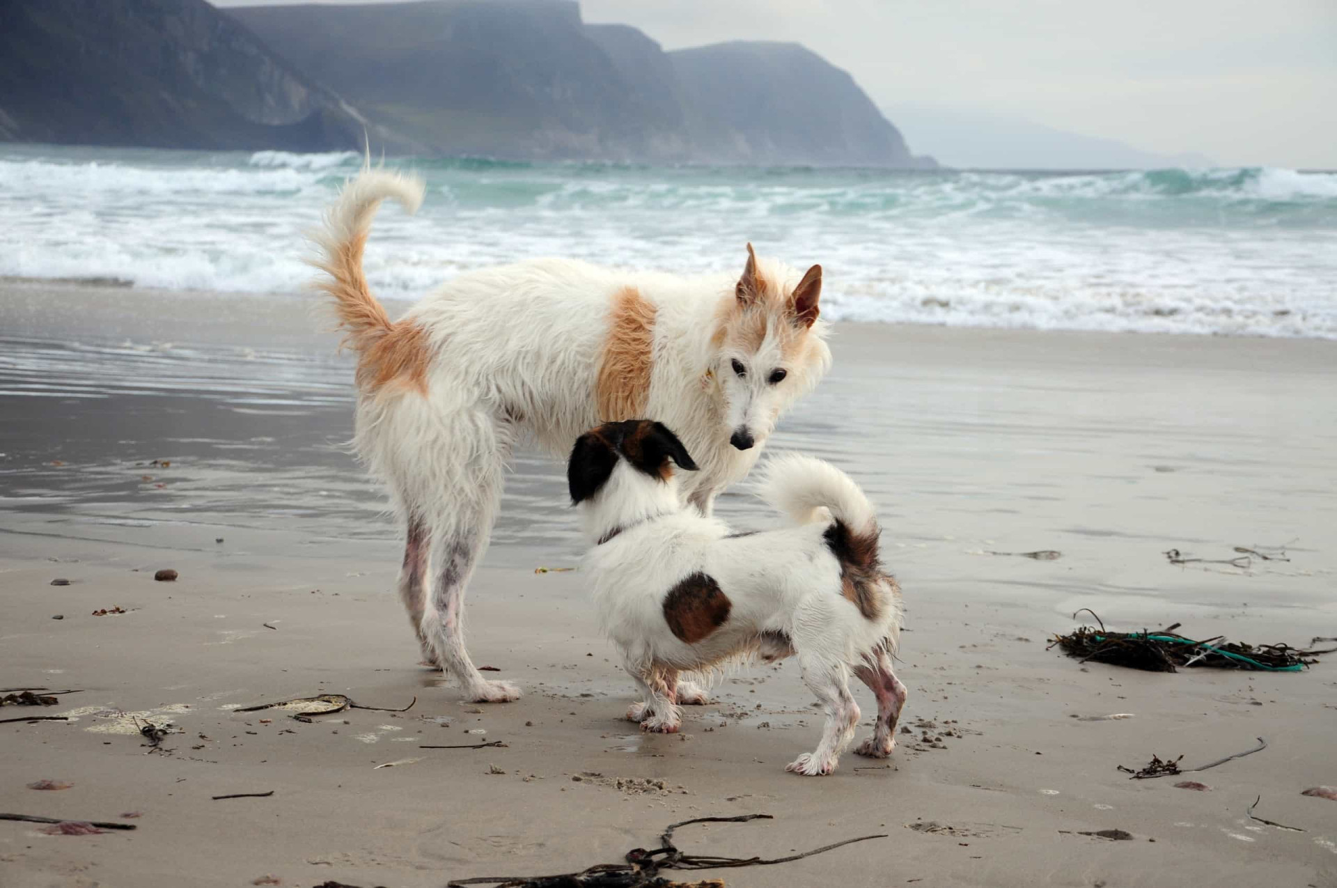 Promenez-vous votre chien correctement