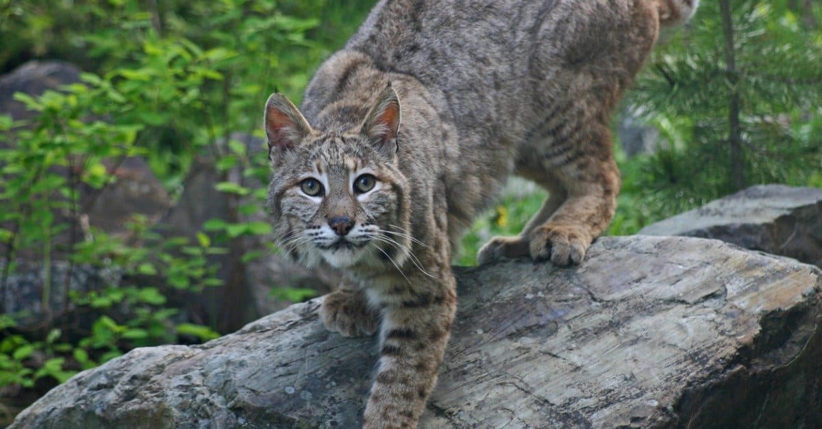 Incredible Bobcat Facts