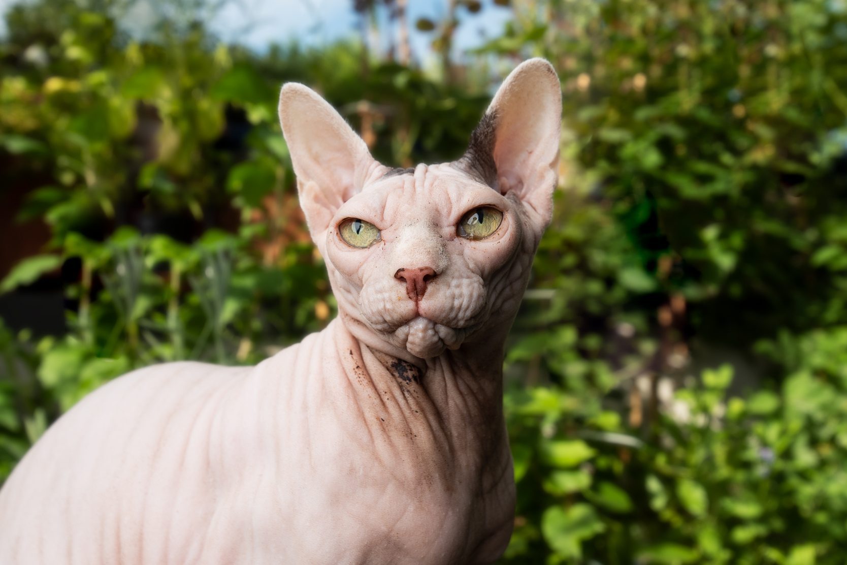 The 12 Most Expensive Cat Breeds Money Can Buy