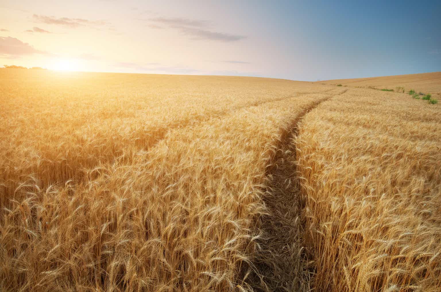 wheat-futures-rise-as-usda-forecasts-us-wheat-output-at-lowest-since-1970