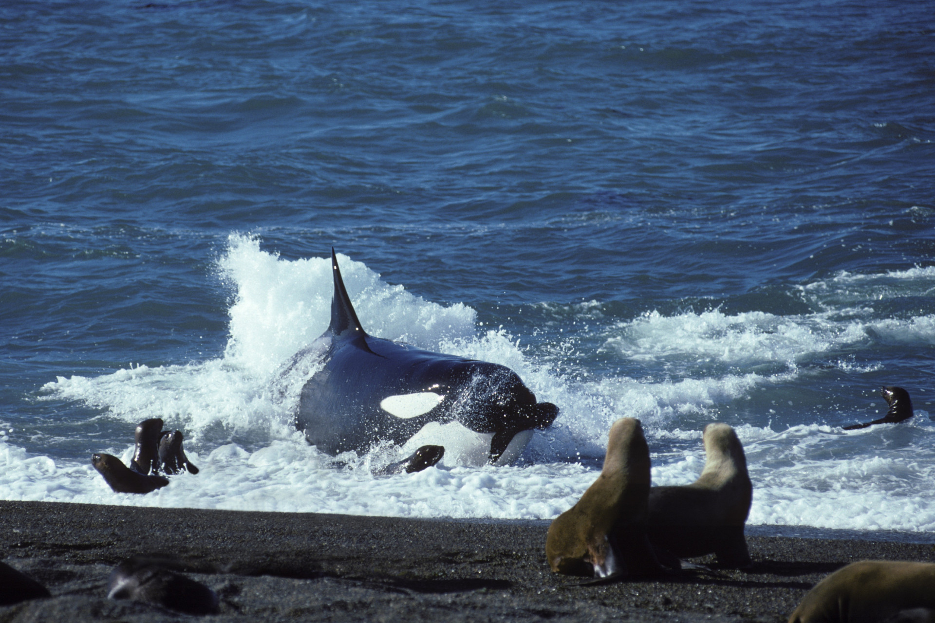 When yachts go down: Why orcas are evil geniuses