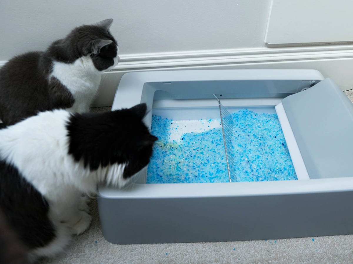 I tested an affordable self-cleaning litter box, and it gets the job ...