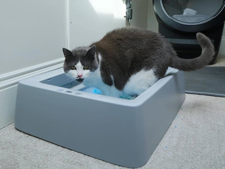 The 4 best automatic litter boxes of 2025, tested and reviewed
