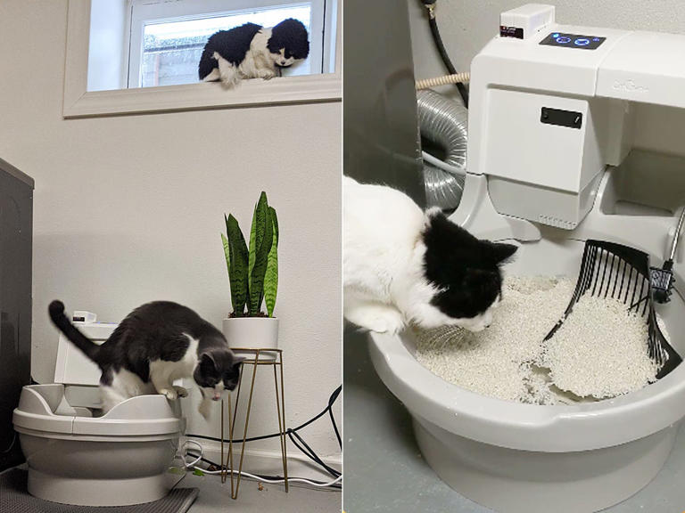 The 3 best automatic litter boxes of 2025, tested and reviewed