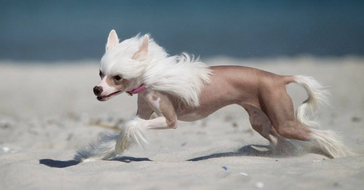 10 of the Ugliest Dog Breeds To Ever Exist