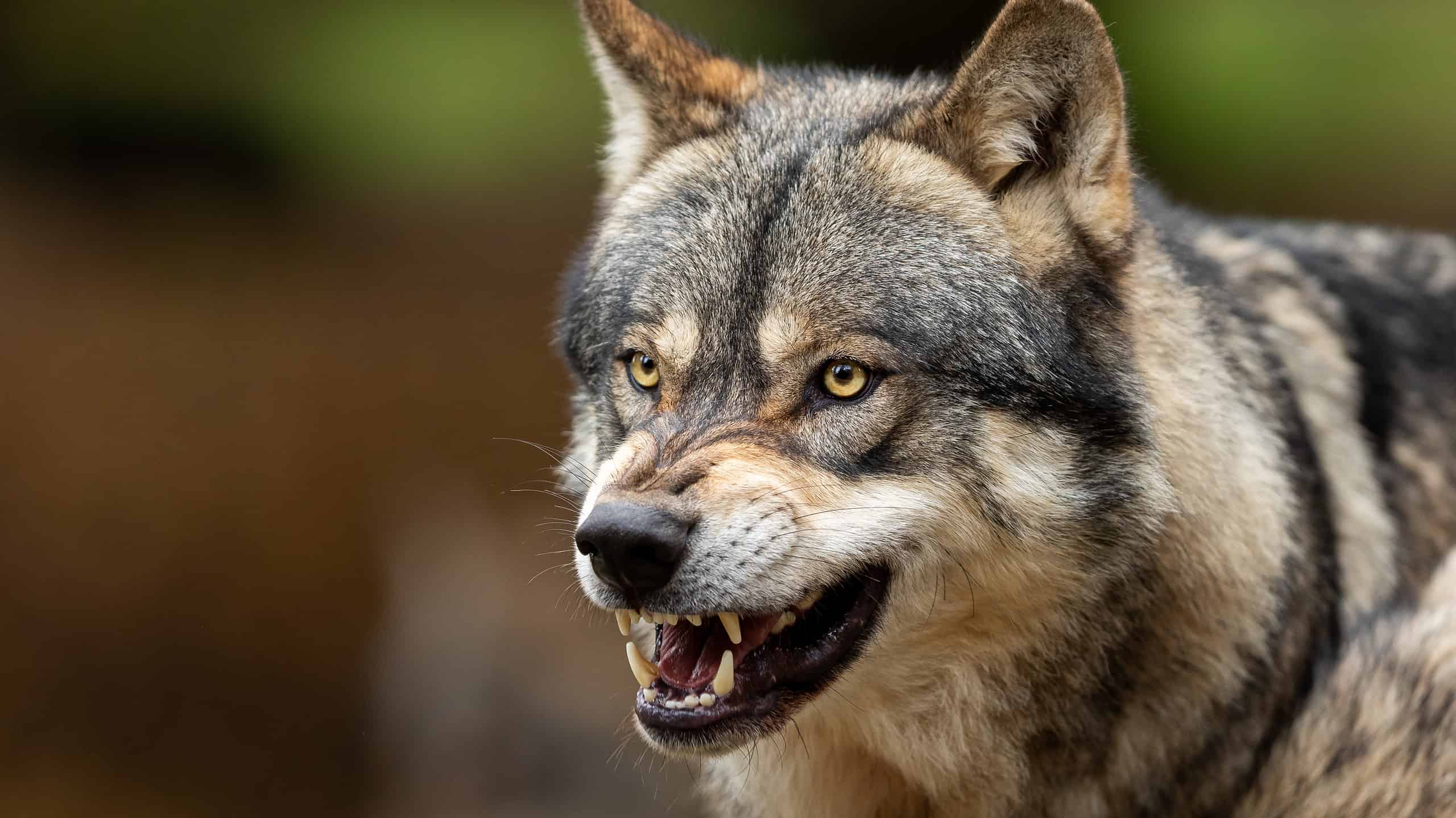 The Most Aggressive Animals in the United States