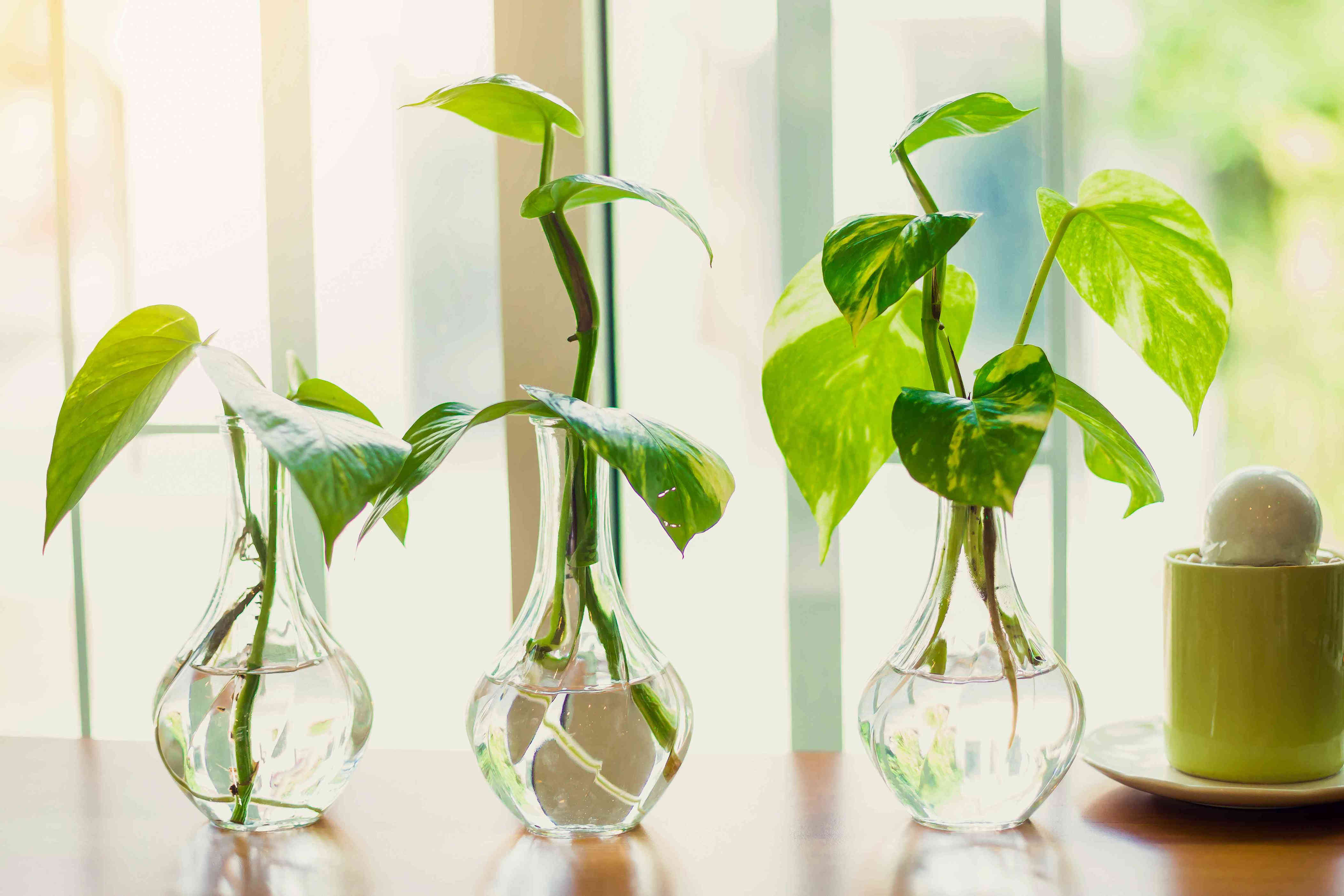 3 Ways to Propagate a Pothos Plant