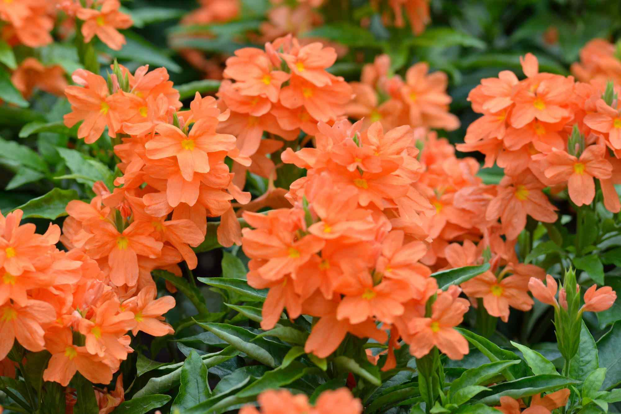 How To Grow And Care For Crossandra (Firecracker Flower)